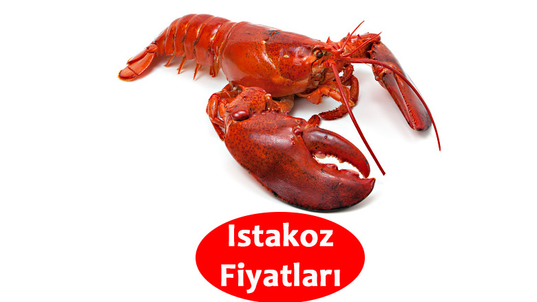 Istakoz Fiyatları | Bildirimlerim
